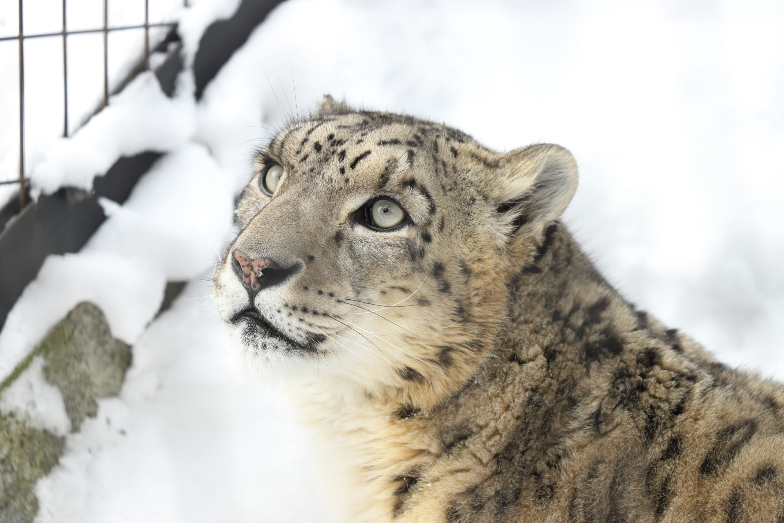 Snow leopard Fun – ユキヒョウを、楽しく。ユキヒョウで、楽しく。ユキヒョウが、楽しく。ユキヒョウの、ふぁん。